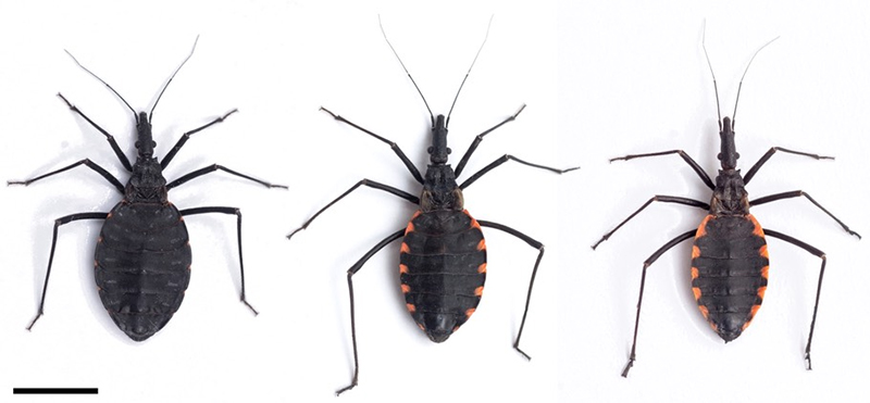 Transmisor del Mal de Chagas podría ampliar su presencia hasta el norte ...