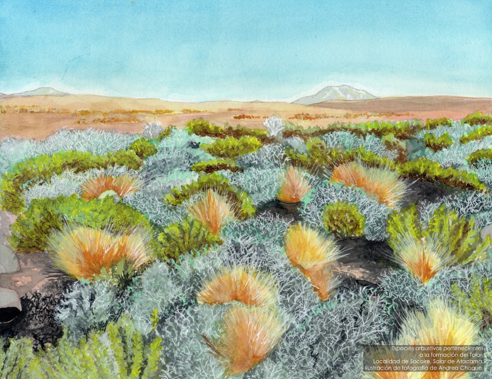 Académica UCH busca relevar la vegetación autóctona del norte de Chile - Universidad de Chile