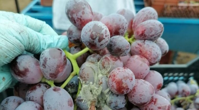 Detectan fuerte aumento de patógeno que ataca a la uva de mesa en Chile ...