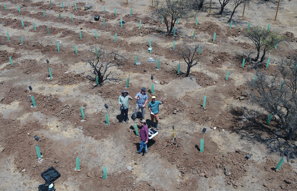 Estudio UCH propone técnicas para reforestar bosque esclerófilo de ...