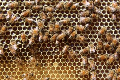 Las abejas trabajan en equipo con organización y comunicación ...