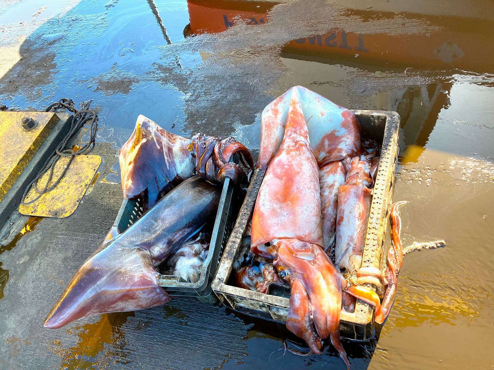 Universidad de Chile y Universidad de O’Higgins caracterizarán el ...