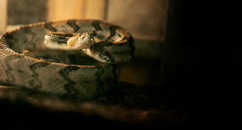 Dos Serpientes Venenosas Aisladas Crotalinae Wikipedia, La