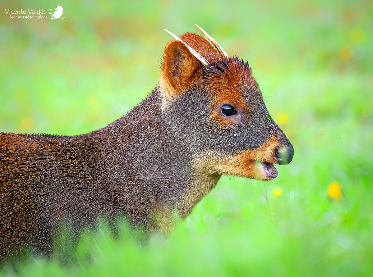 Pudú gana votación ciudadana para secuenciación genética en proyecto ...
