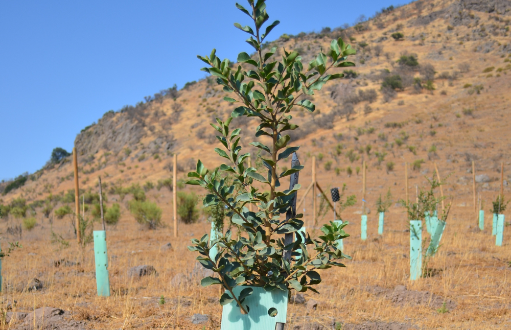 Estudio UCH propone técnicas para reforestar bosque esclerófilo de ...