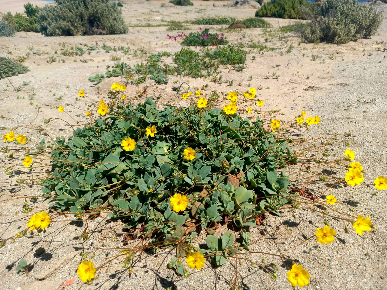 Cambio climático y sequía: factores que hacen casi imposible el ...